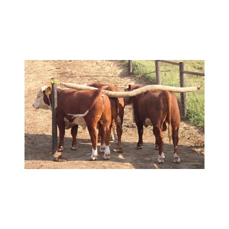 Cattle Back Rubbers